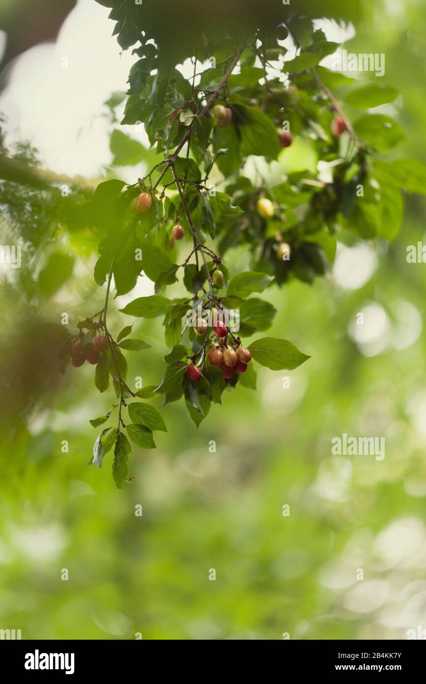 Tree with fruits, detail Stock Photo - Alamy