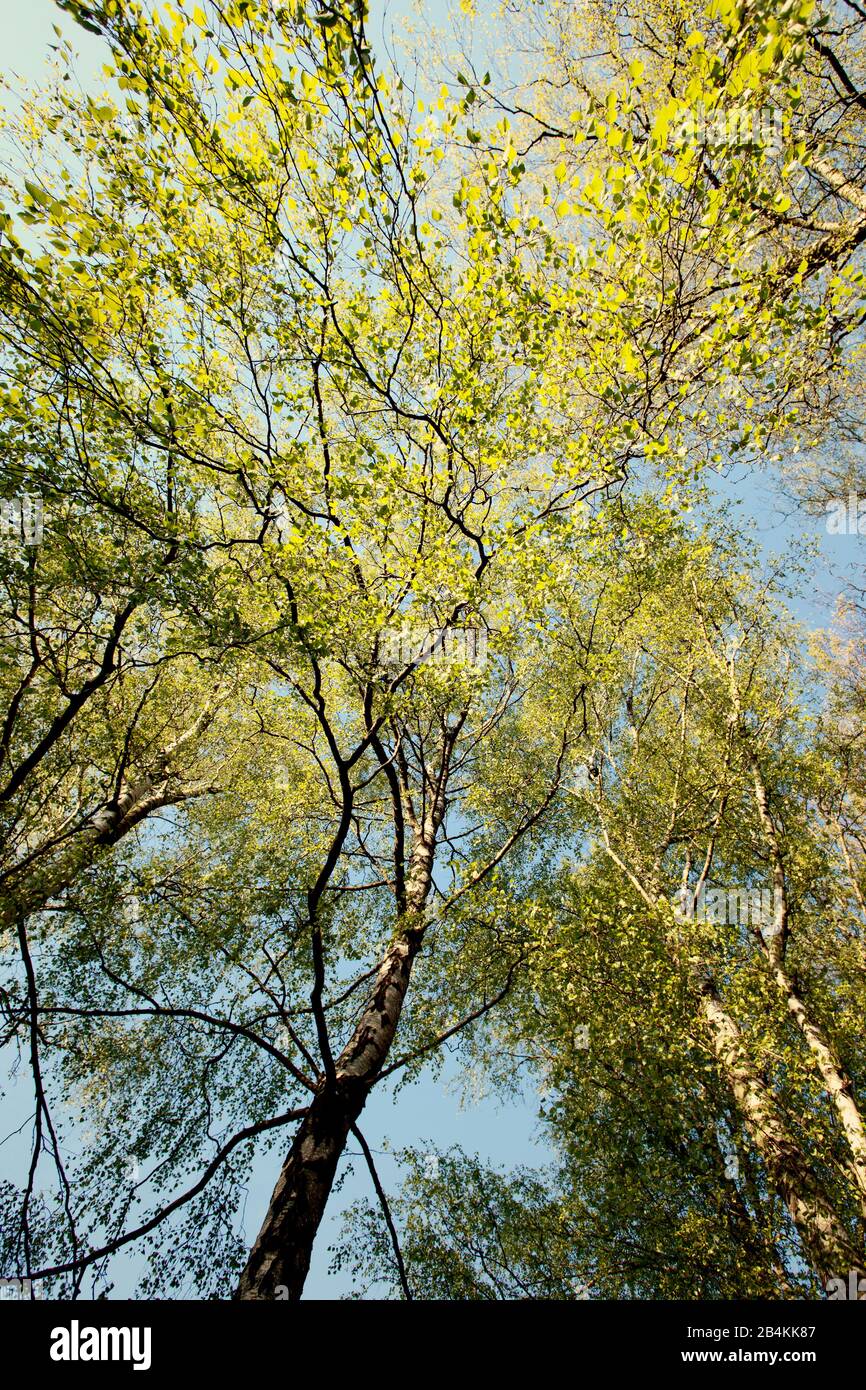 Birch trees in spring, betula Stock Photo - Alamy