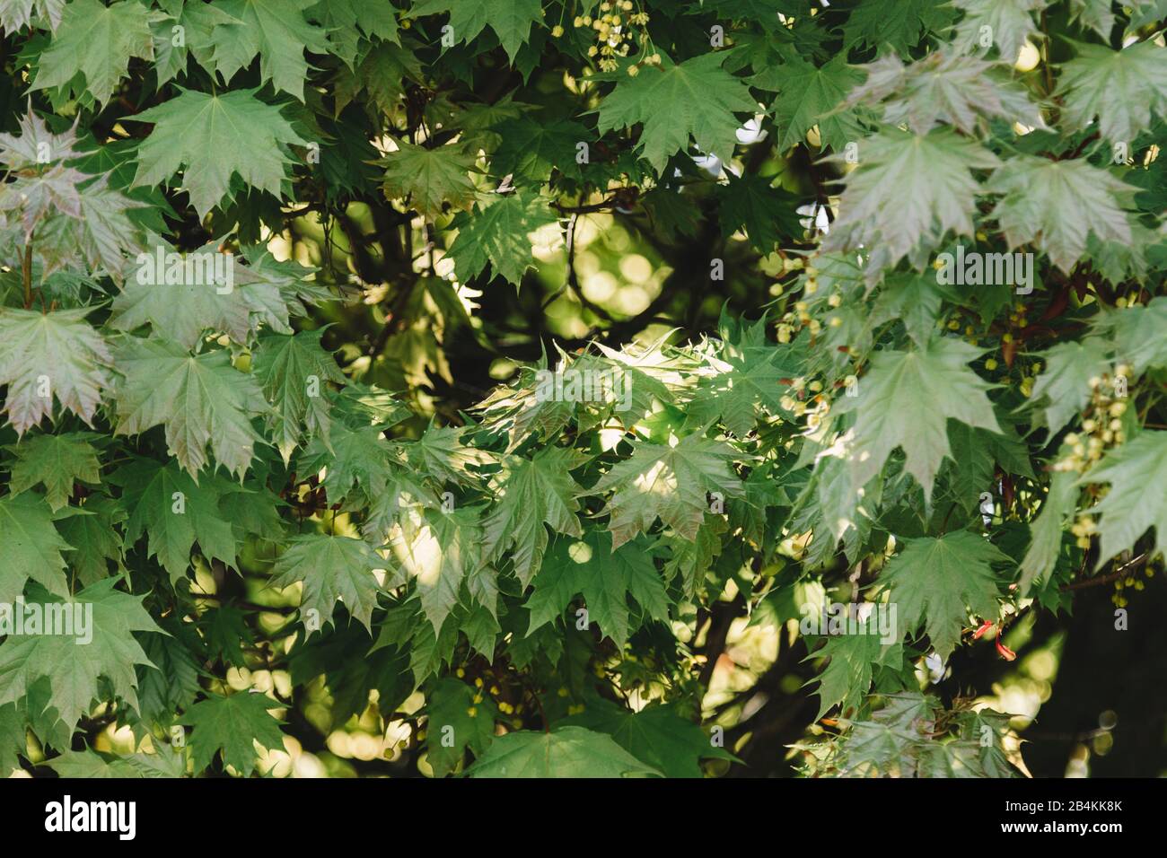 Ridged leaves hi-res stock photography and images - Alamy