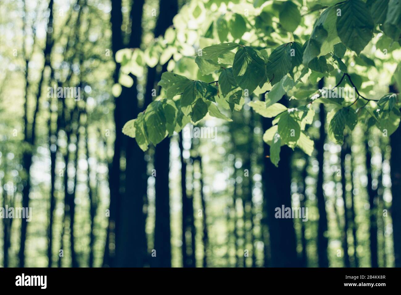 Beech forest in spring in hi-res stock photography and images - Alamy