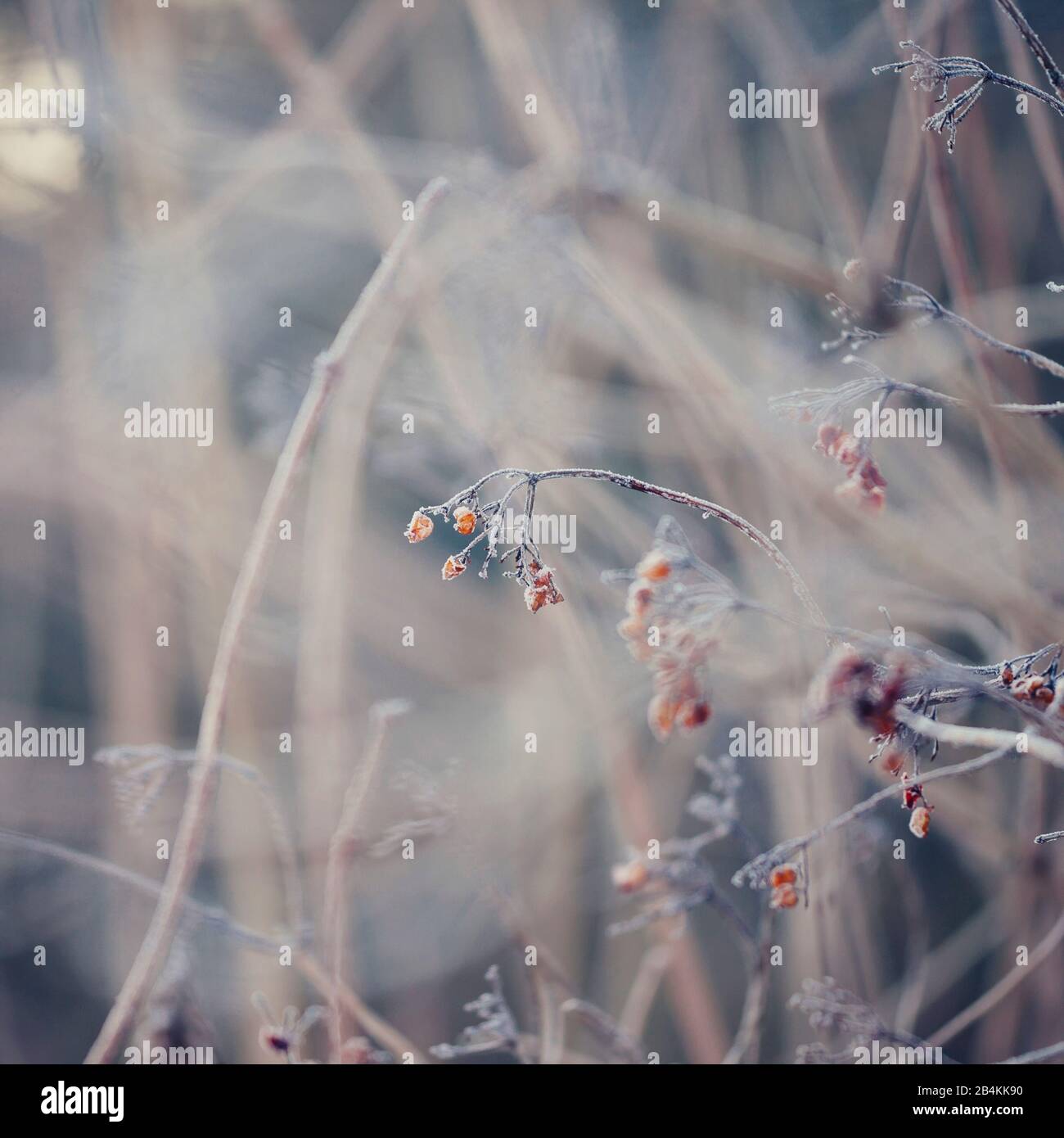 Grasses in frost, plant details Stock Photo - Alamy