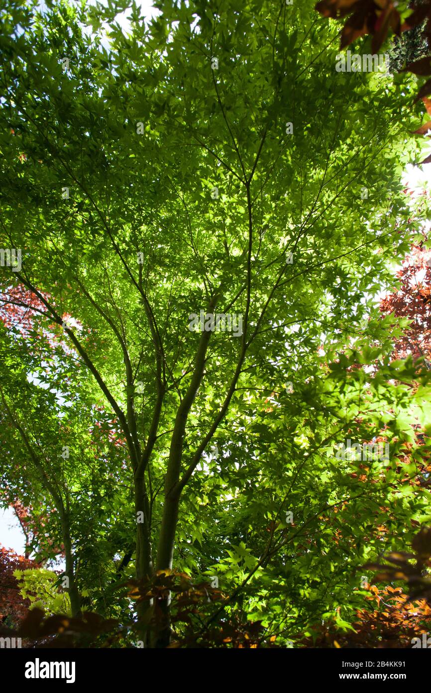 Young tree garden hi-res stock photography and images - Alamy