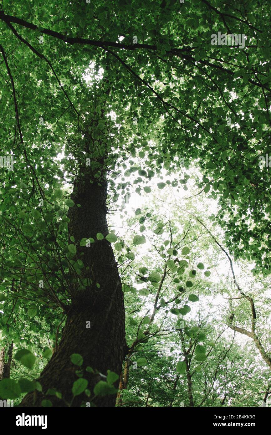 Deciduous tree in spring, composing, multiple exposure Stock Photo - Alamy