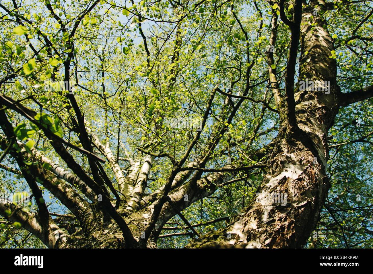 Deciduous tree in spring, composing, multiple exposure Stock Photo - Alamy