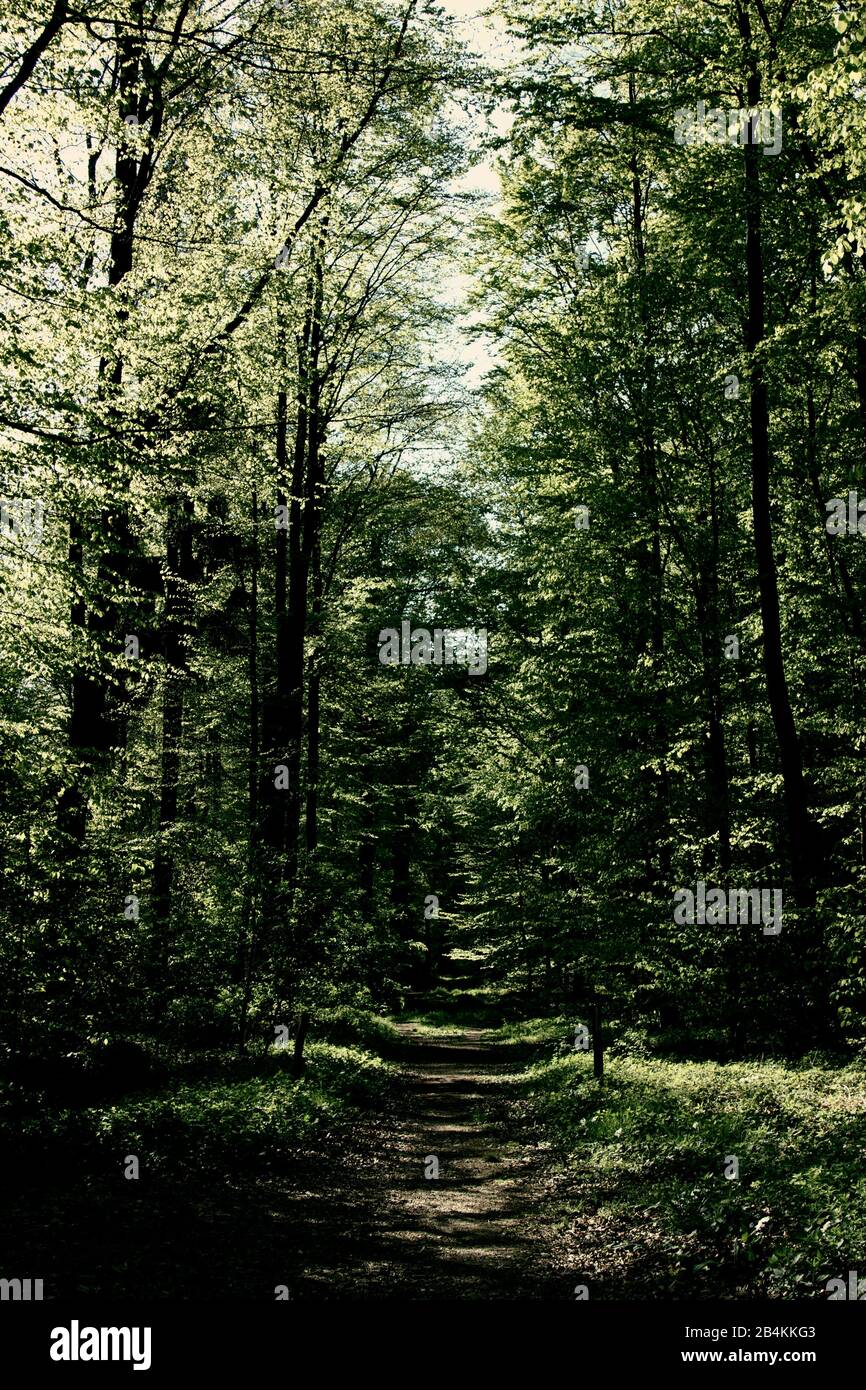 Idyllic forest path Stock Photo - Alamy