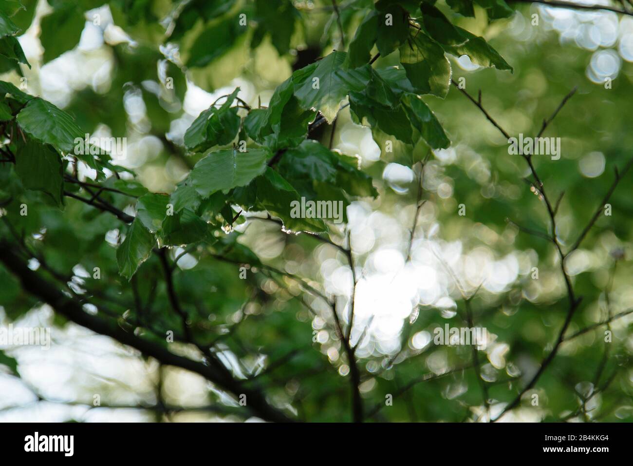 Nature details, branches, close-up, alienation Stock Photo - Alamy