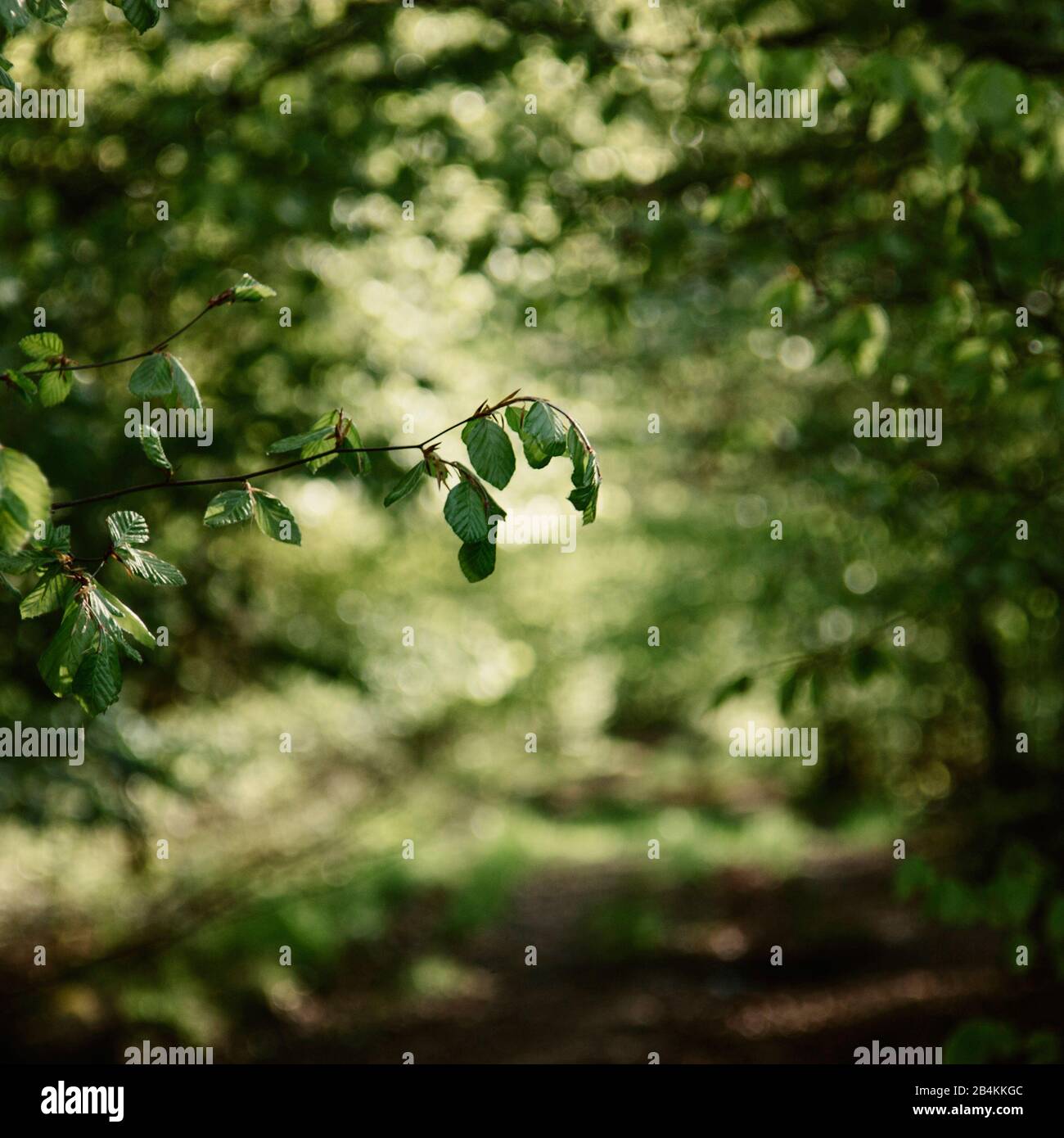 Beech branches in spring Stock Photo - Alamy