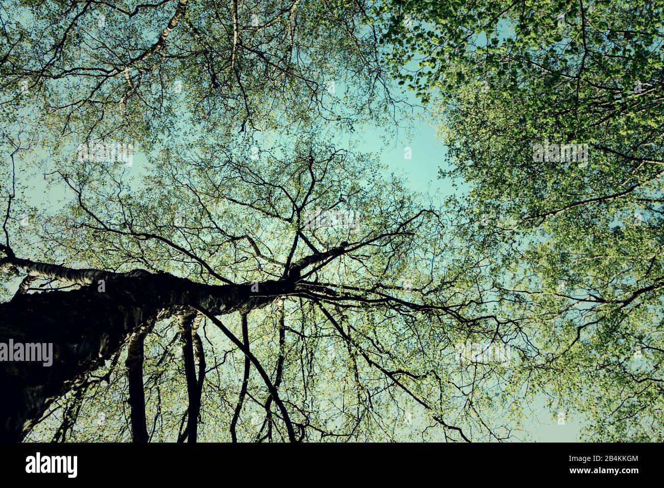 Nature details, Forest in summer, alienation Stock Photo - Alamy