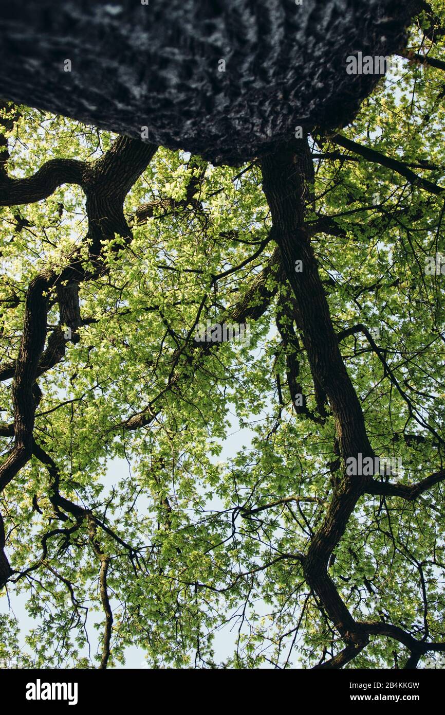 Deciduous tree in the spring Stock Photo - Alamy