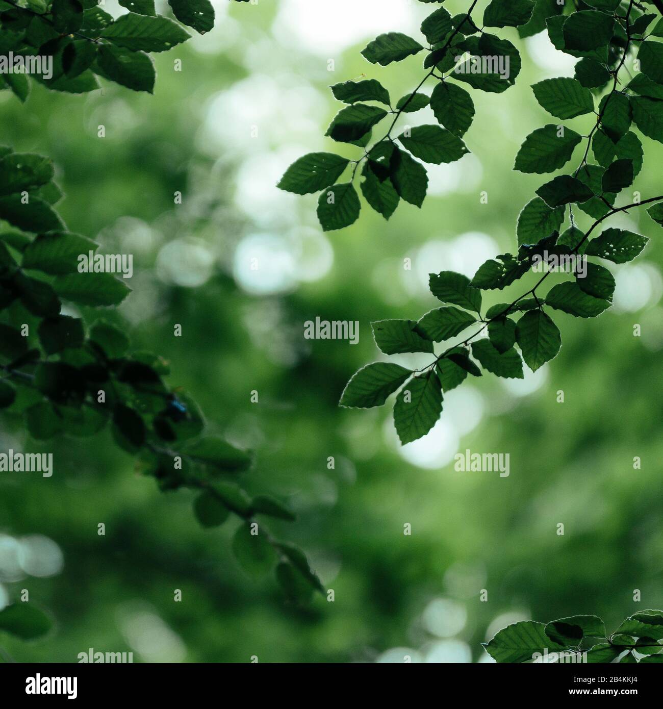 Forest leaves detail hi-res stock photography and images - Alamy