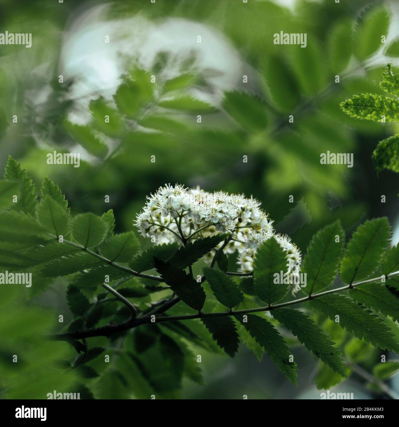 Blossoming rowan tree, close-up, Sorbus aucuparia Stock Photo - Alamy