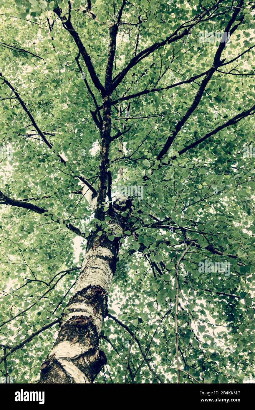 Birch in the back light hi-res stock photography and images - Alamy