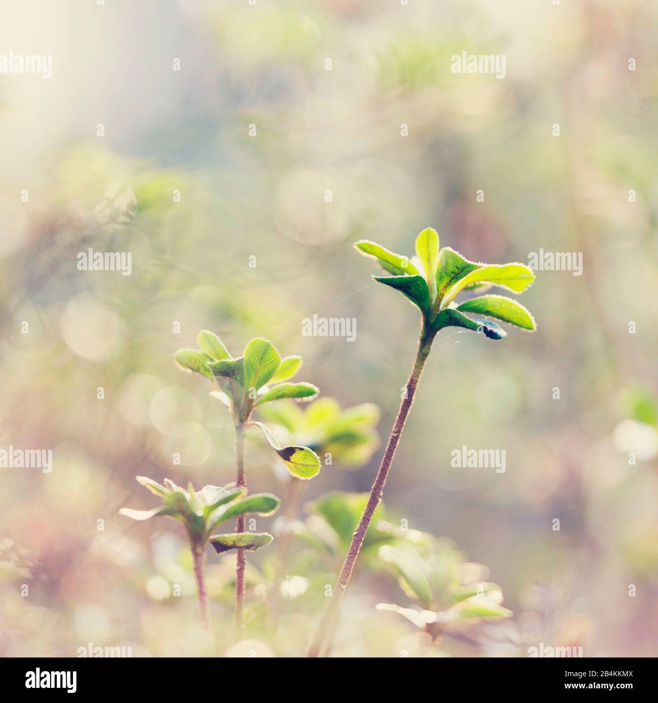 Plants against the light, alienated, close-up Stock Photo - Alamy
