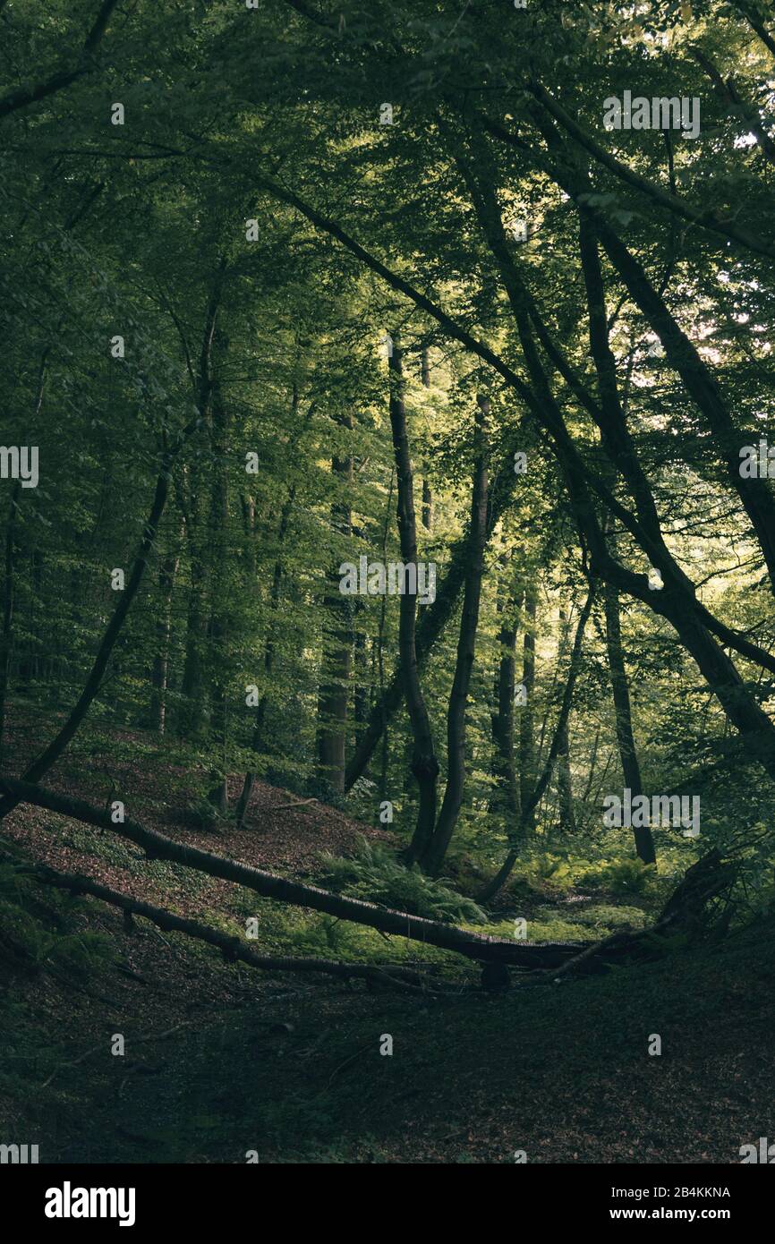 Dense forest trees hi-res stock photography and images - Alamy