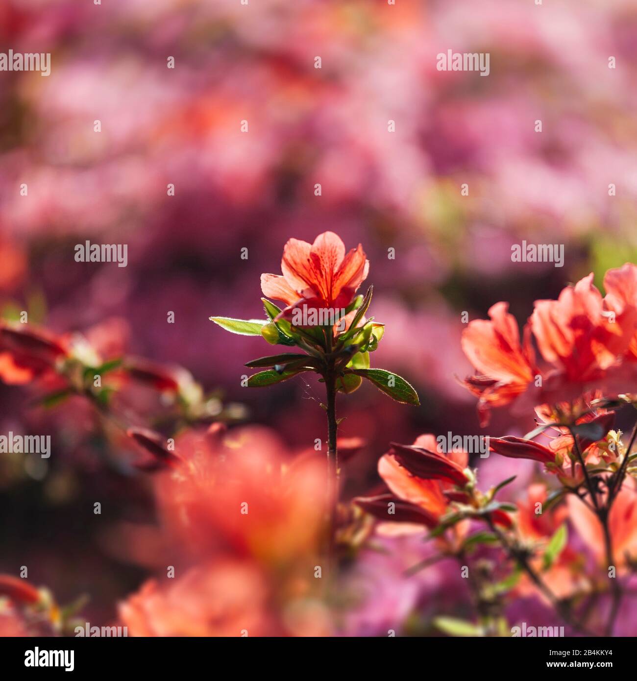 Close up of azalea hi-res stock photography and images - Alamy