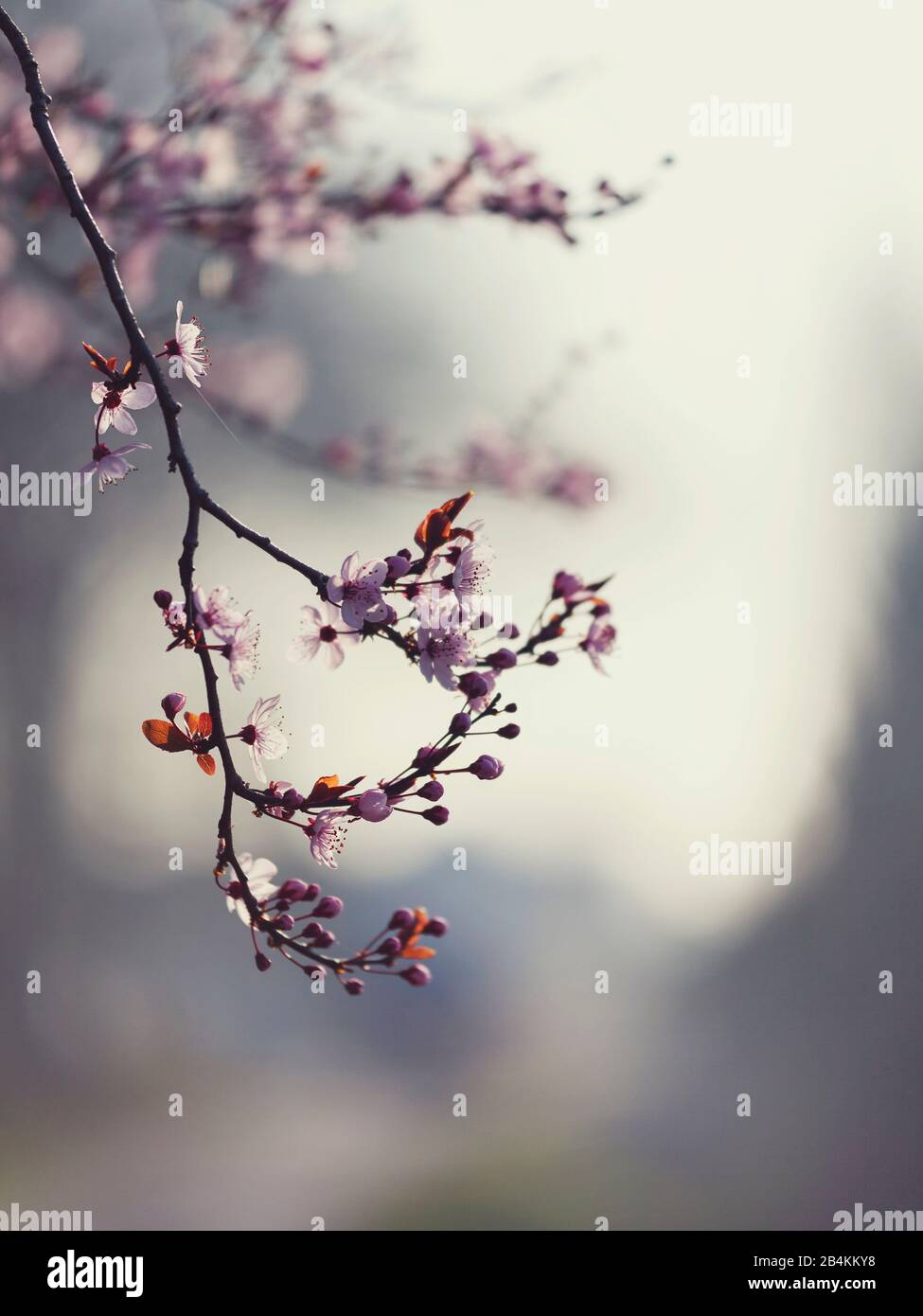 Flowering branch of a blood plum, close-up, Prunus cerasifera Stock ...