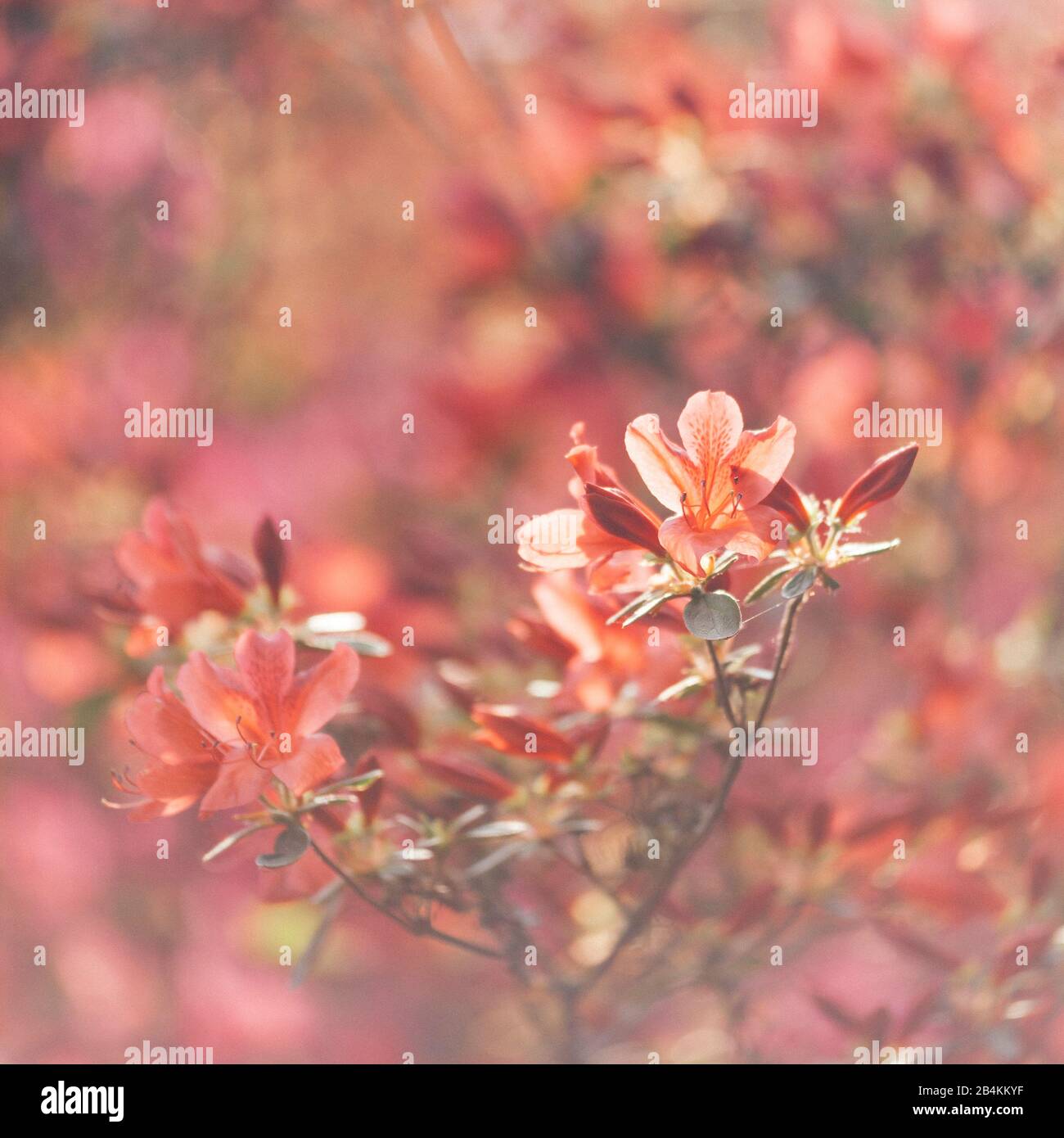 Azalea close up hi-res stock photography and images - Alamy