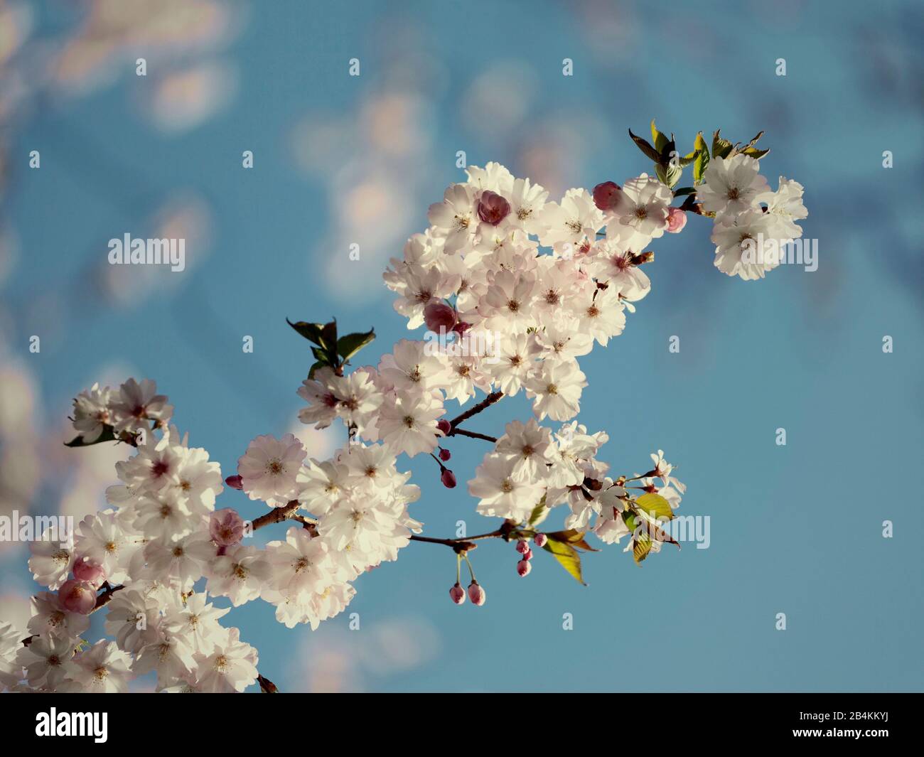 White flowering branch hi-res stock photography and images - Alamy