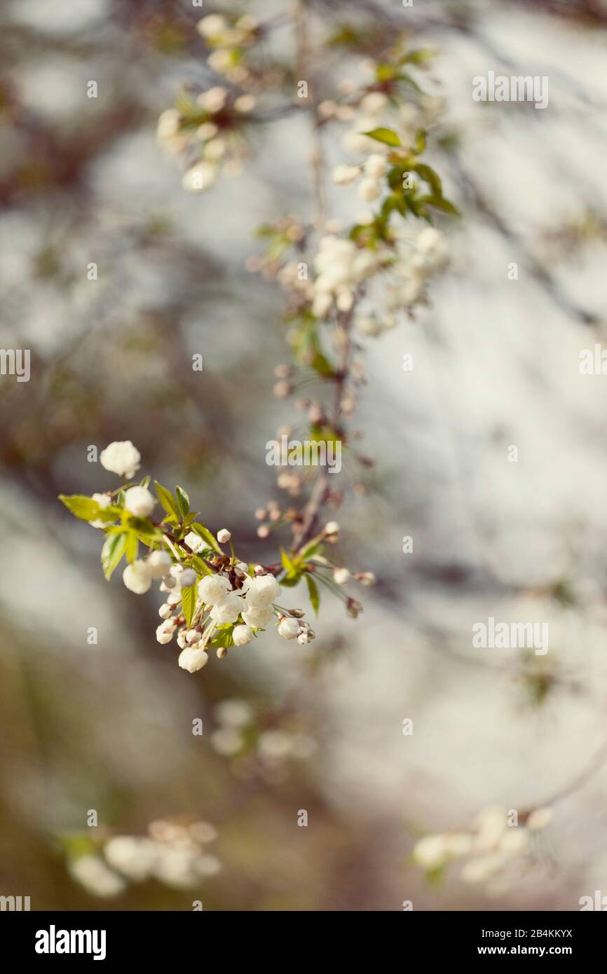 Nature details, flower branch with white buds Stock Photo - Alamy