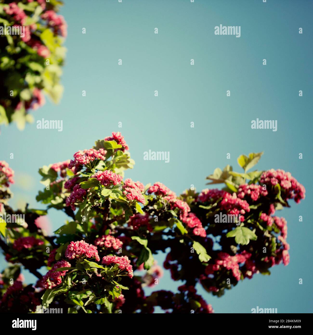 Flowering deciduous tree hi-res stock photography and images - Alamy