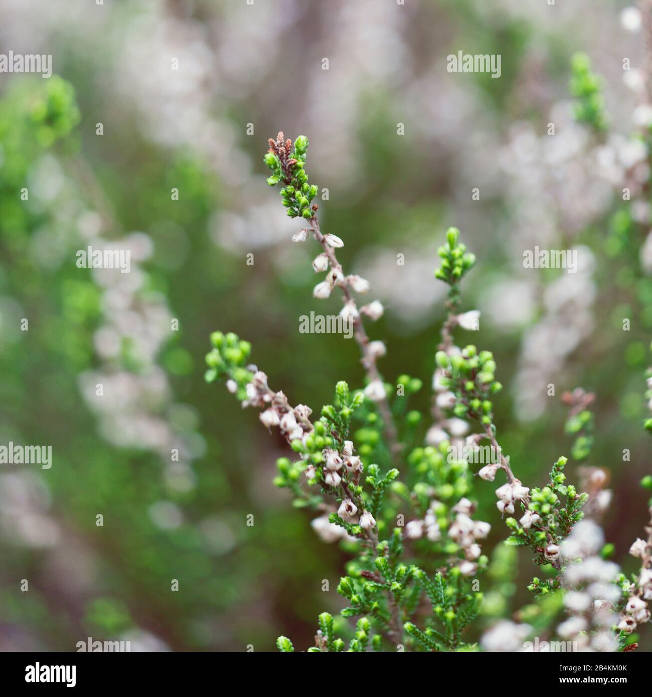 Plant to close hi-res stock photography and images - Alamy