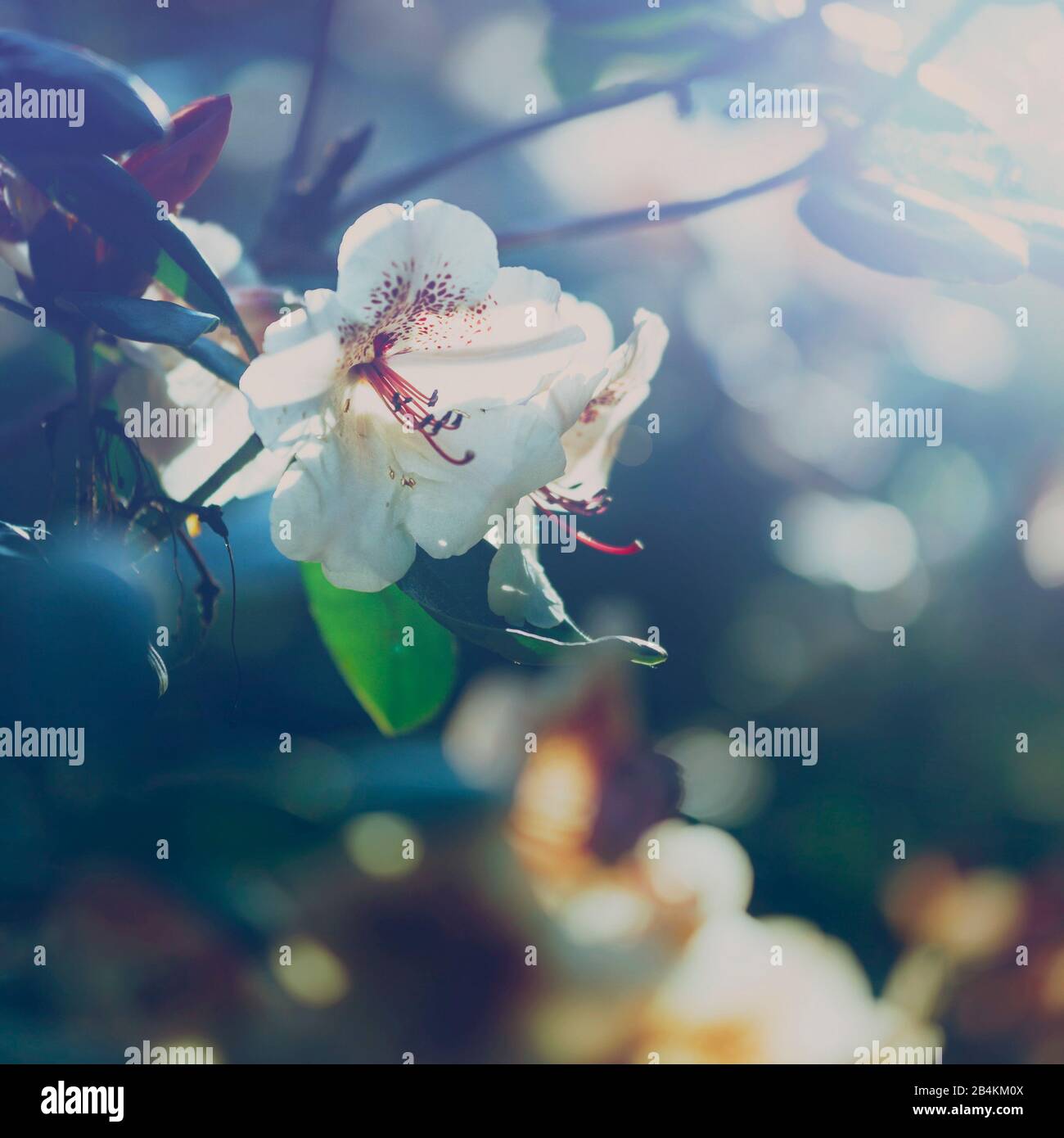 Flower branch, close-up Stock Photo - Alamy