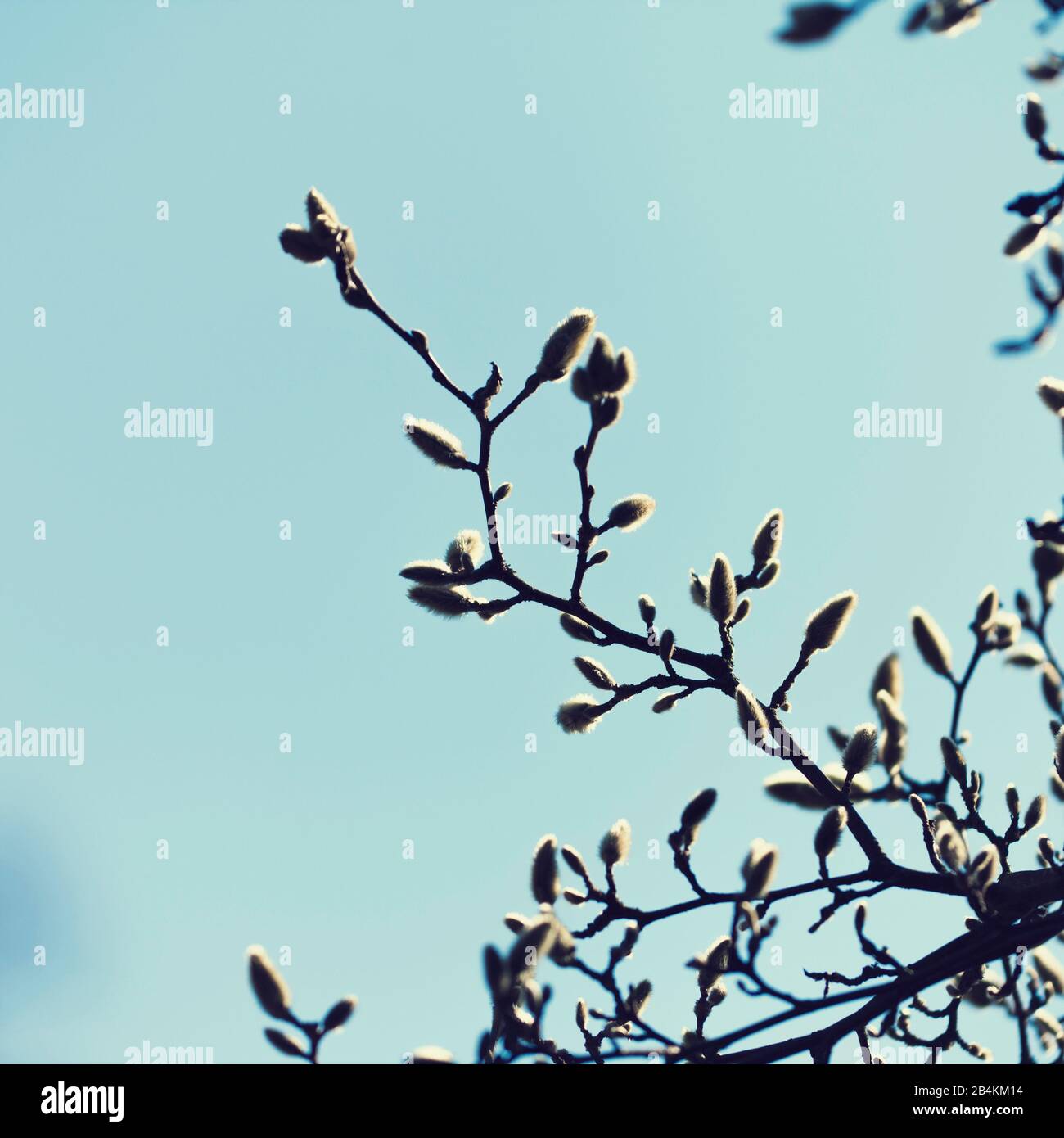 Blooming buds on branches in hi-res stock photography and images - Alamy