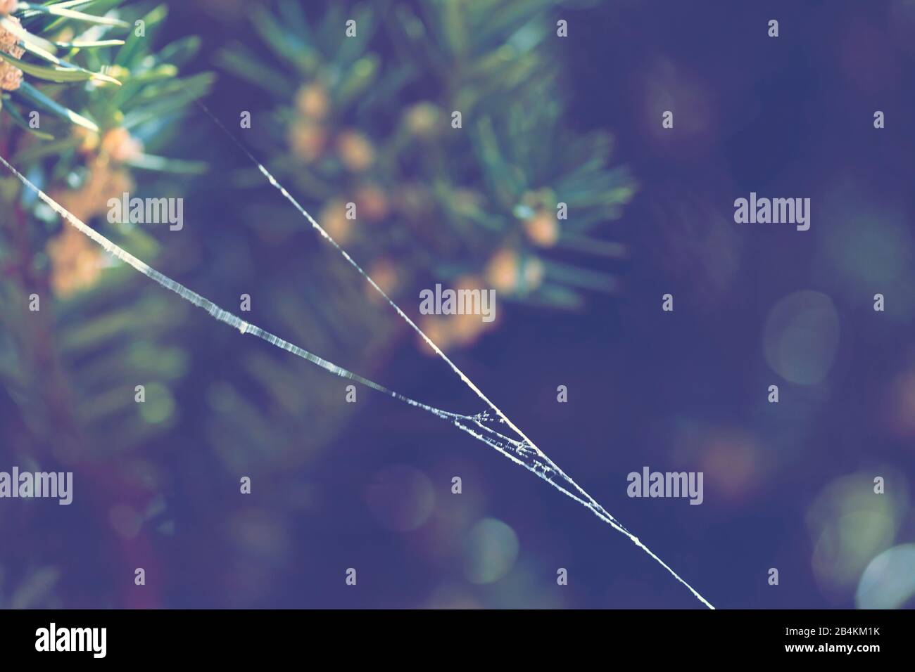 Nature details, spider thread on conifer, close-up Stock Photo - Alamy