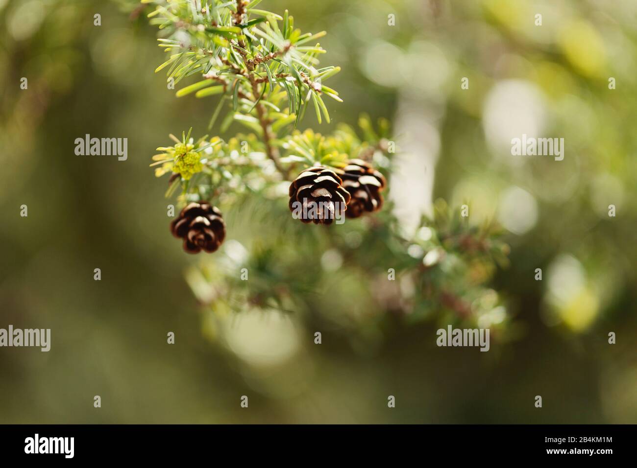Conifer cones hi-res stock photography and images - Alamy