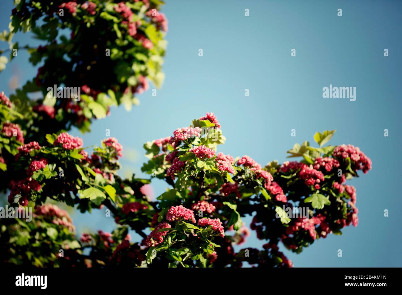 Flowering deciduous tree hi-res stock photography and images - Alamy