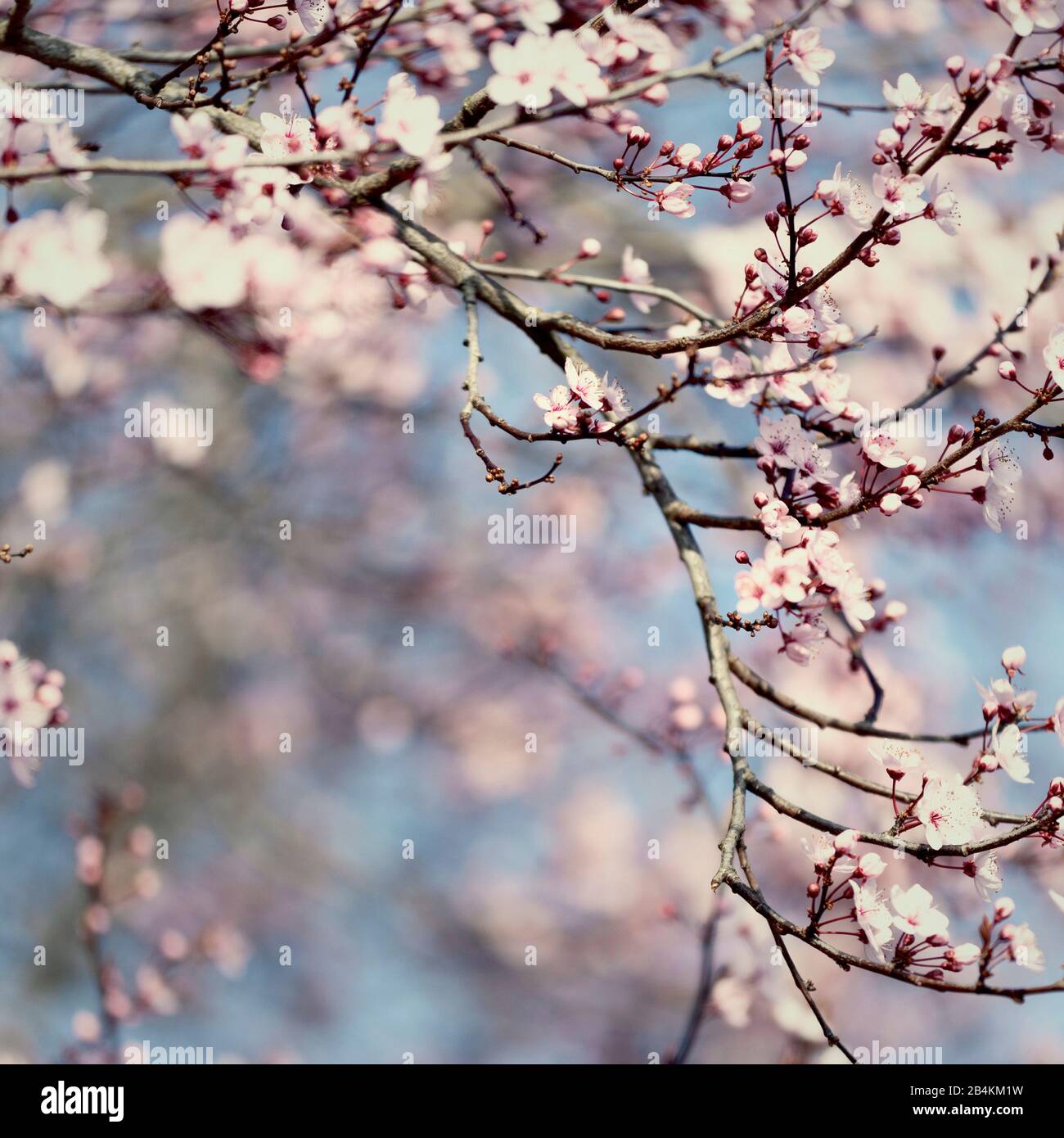 Flowering branch of a blood plum, close-up, Prunus cerasifera Stock ...
