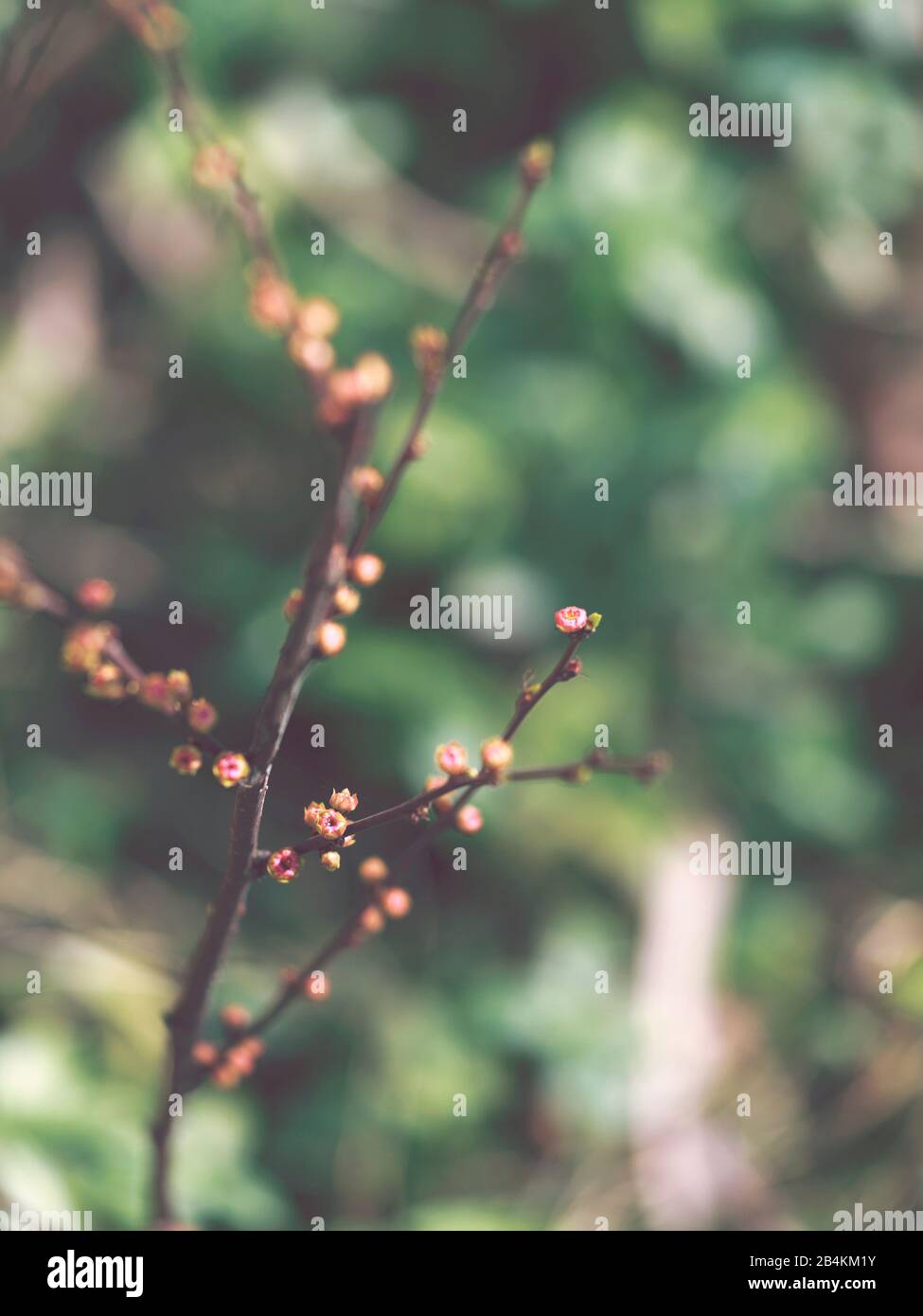 Flower buds of a deciduous tree, close-up Stock Photo - Alamy