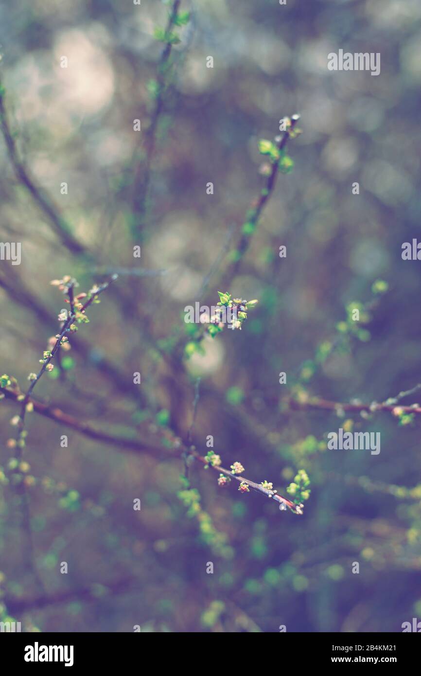 Twigs with buds, close-up Stock Photo - Alamy