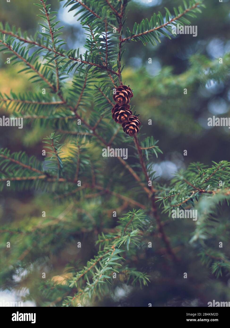 Bottom up view spruce tree hi-res stock photography and images - Alamy