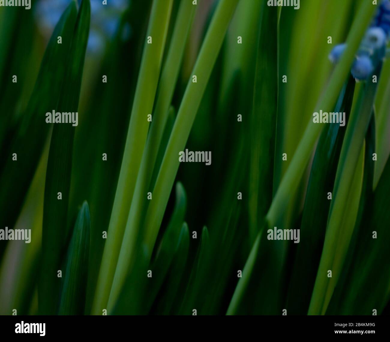 Details of plant hi-res stock photography and images - Alamy