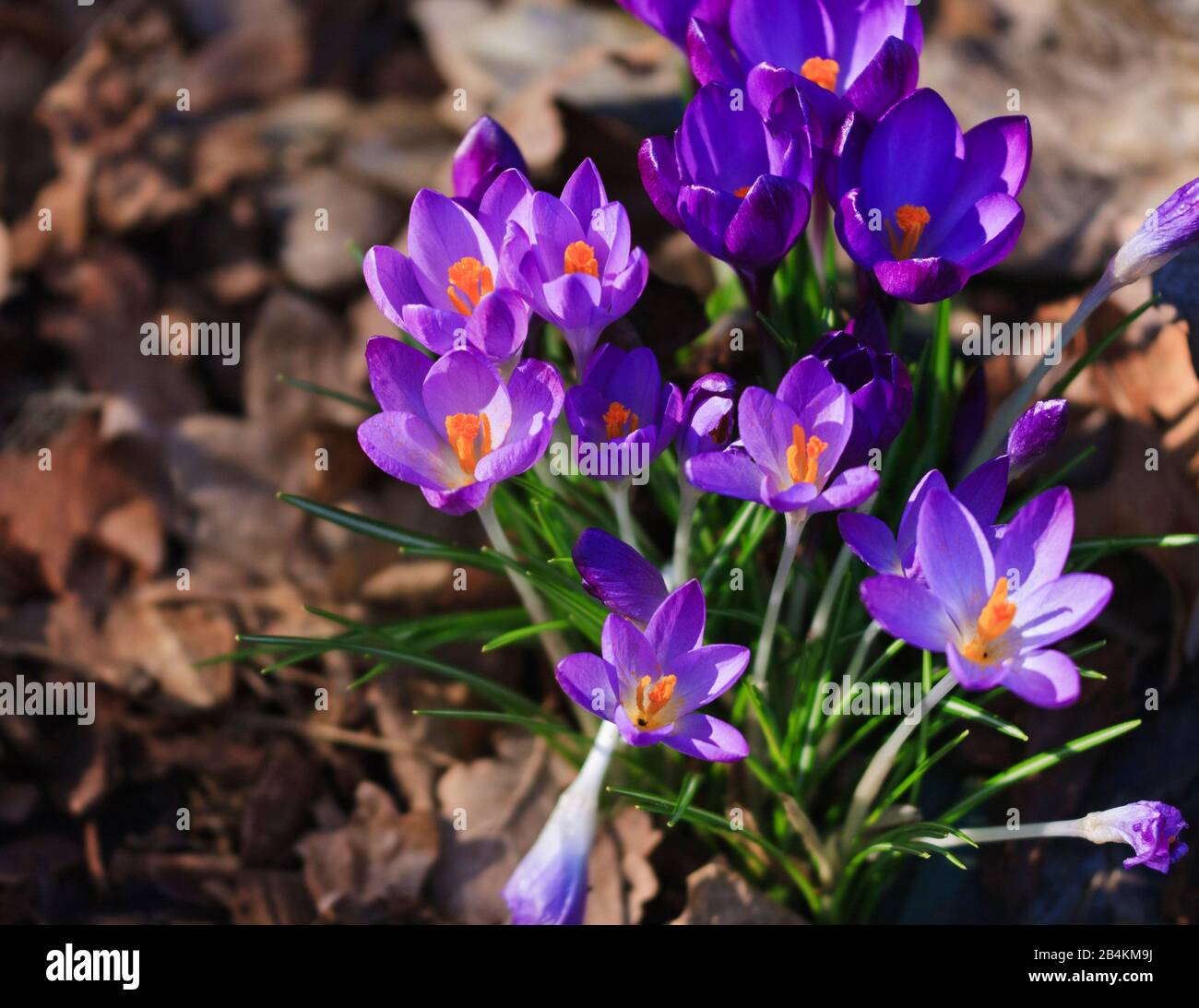 Nature details, crocuses along the way, crocus Stock Photo - Alamy
