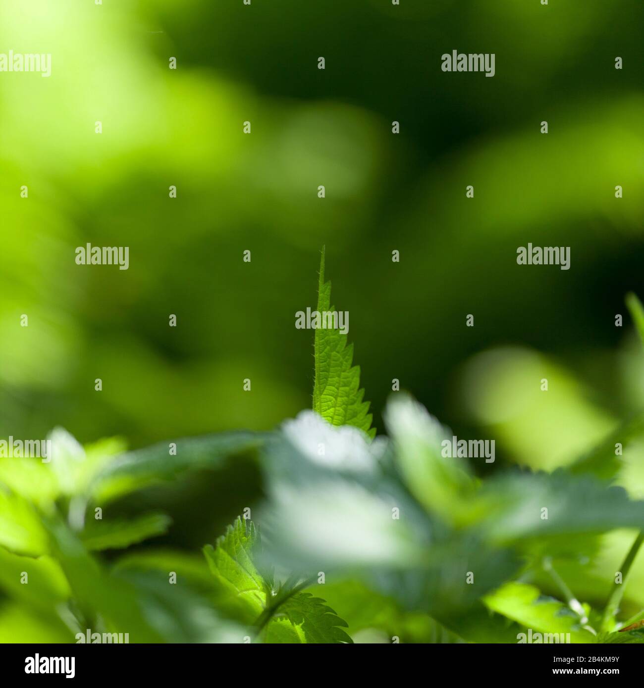 Ridged leaves hi-res stock photography and images - Alamy