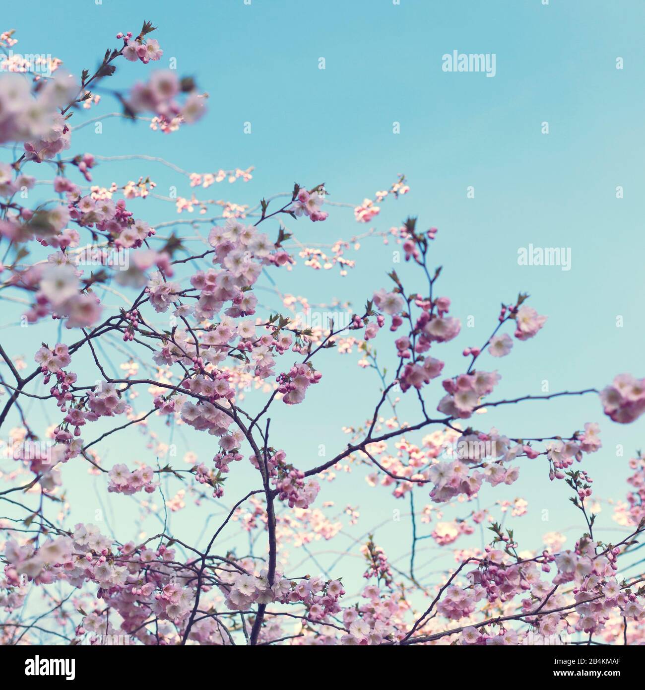 Tree nature details hi-res stock photography and images - Alamy