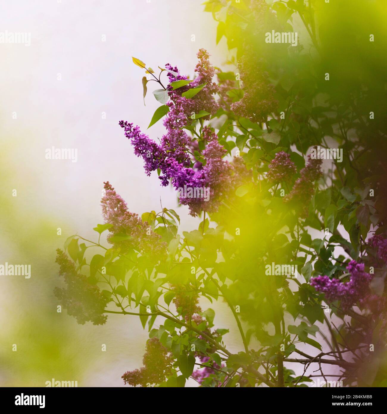 Purple and lilac plants hi-res stock photography and images - Alamy