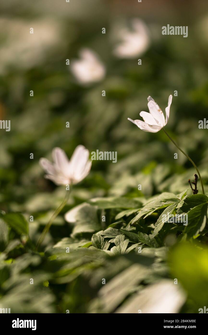 Wood anemone, blossom, close-up, Anemone nemorosa Stock Photo - Alamy