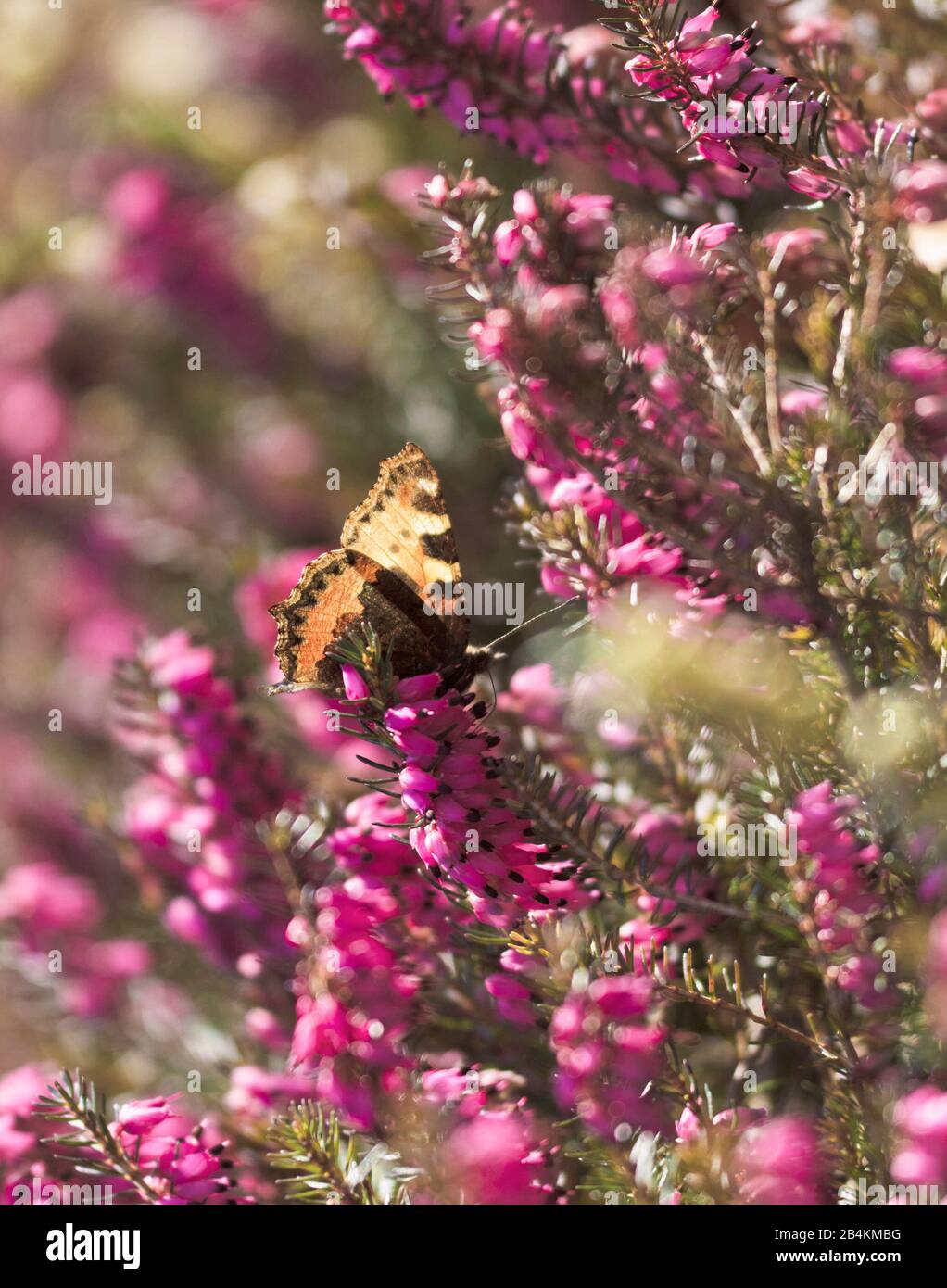 Nature details, butterfly on heather, erica Stock Photo - Alamy