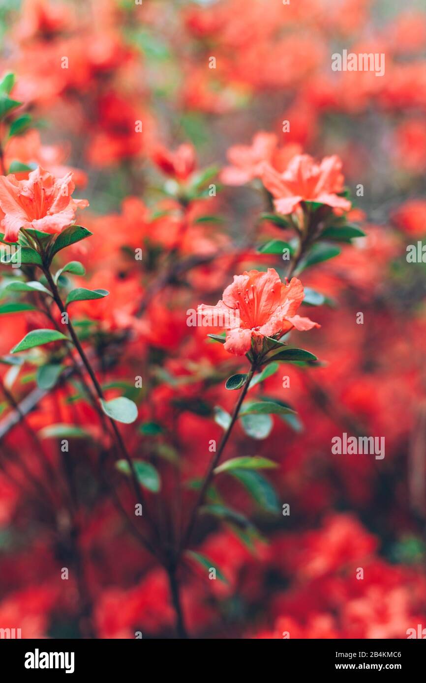 Blooming rhododendron, close-up, rhododendron Stock Photo - Alamy