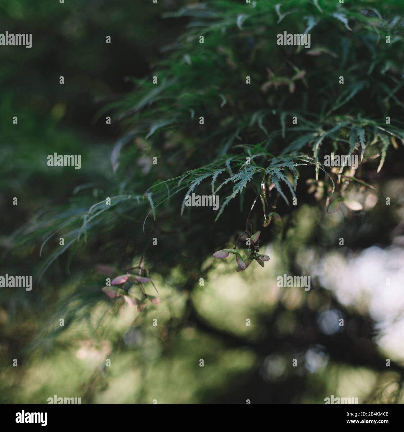 Nature details, composing Stock Photo - Alamy