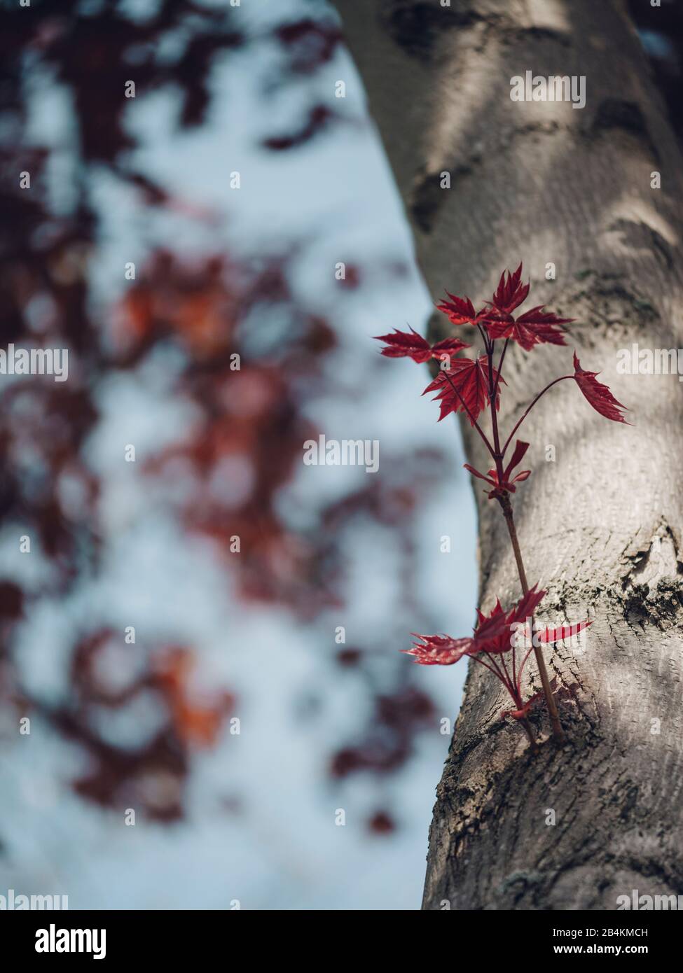 Fresh shoots on red ornamental maple tree, acer, detail Stock Photo - Alamy