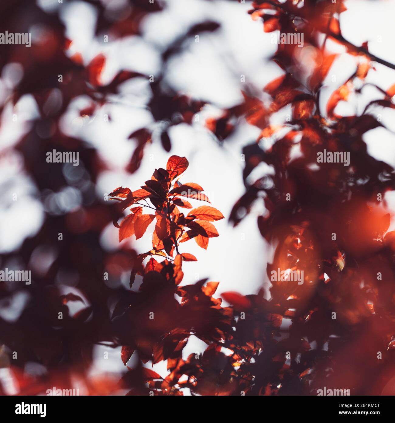 Ornamental shrub with red leaves Stock Photo - Alamy