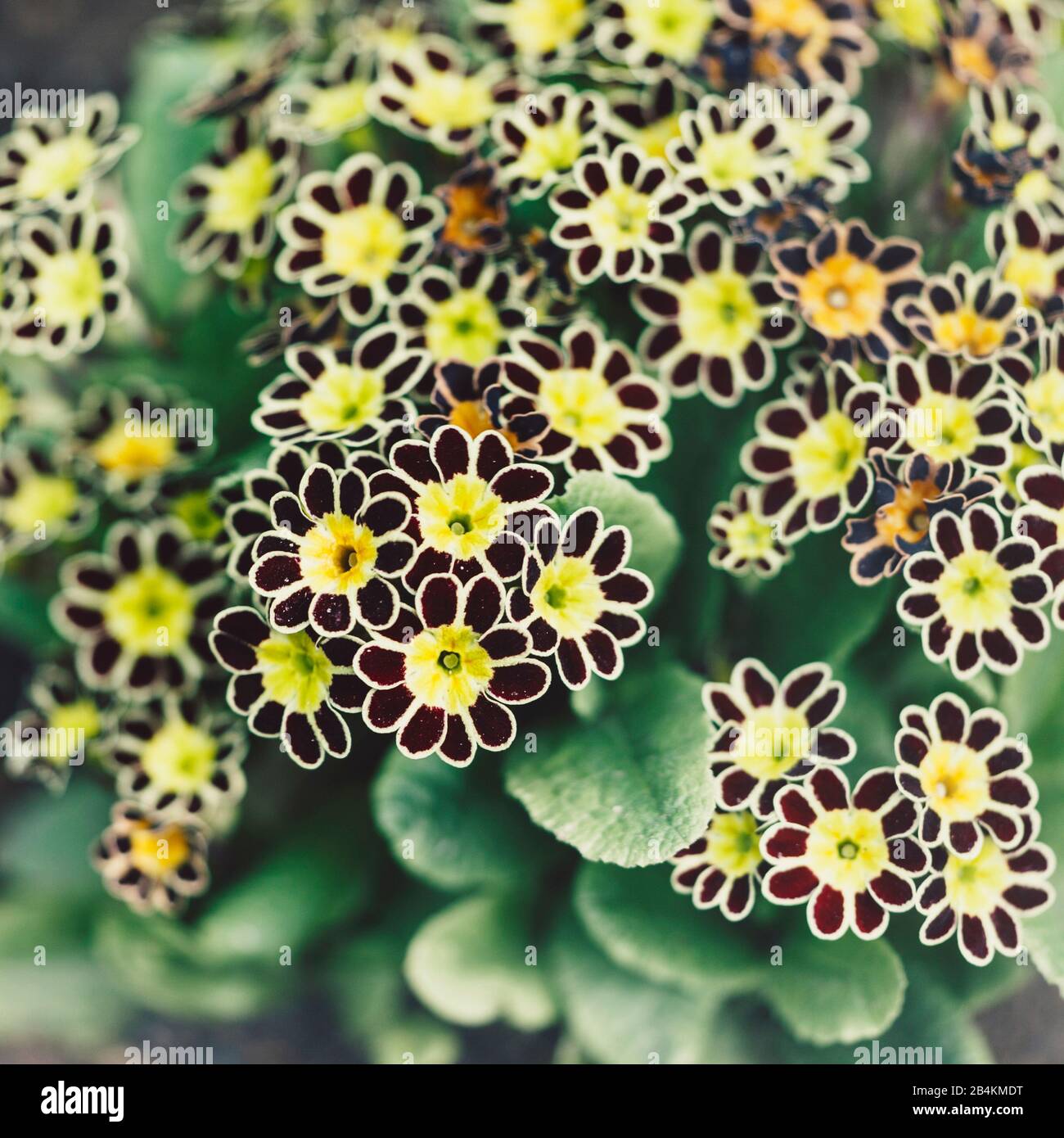 Two tone flowers hi-res stock photography and images - Alamy