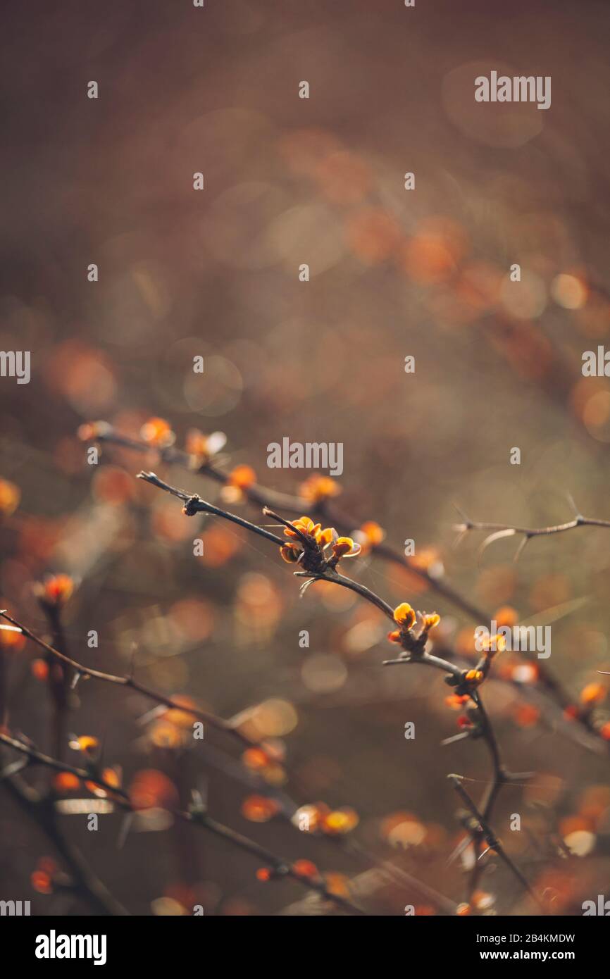 First shoots on deciduous tree hi-res stock photography and images - Alamy