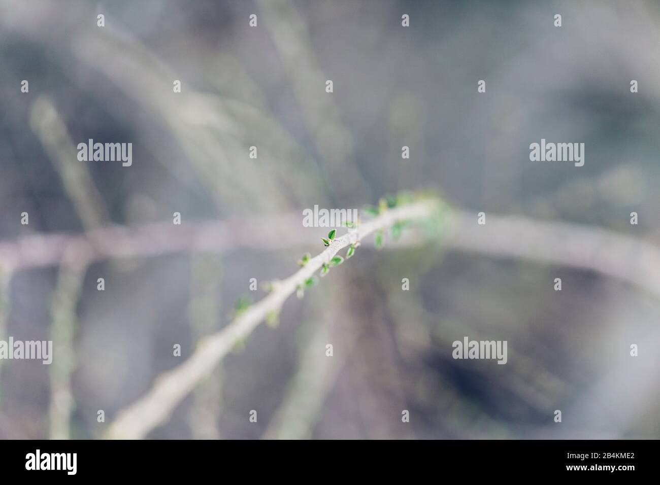 Nature details, leaf buds on deciduous tree Stock Photo - Alamy