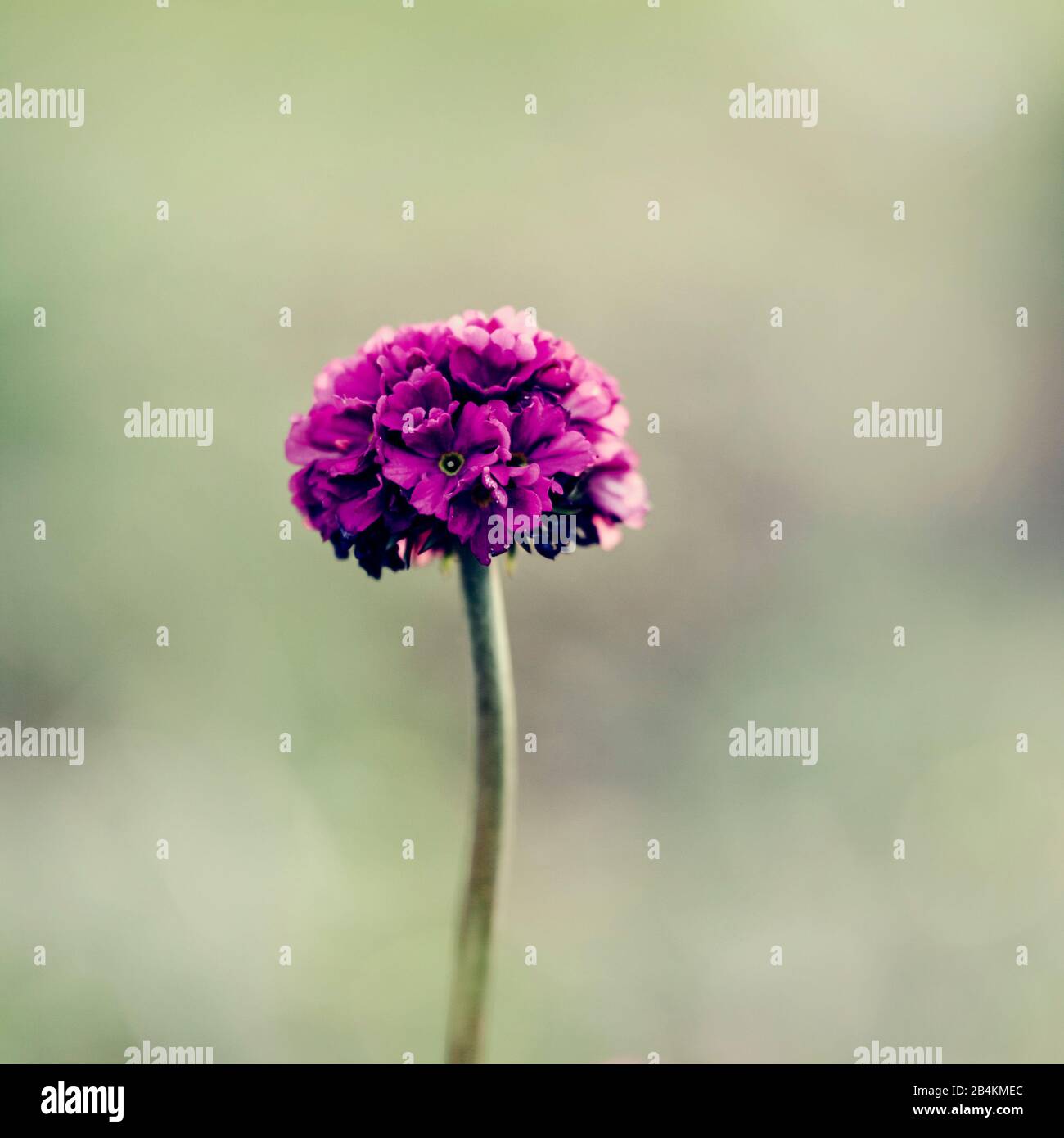 Primrose flower hi-res stock photography and images - Alamy