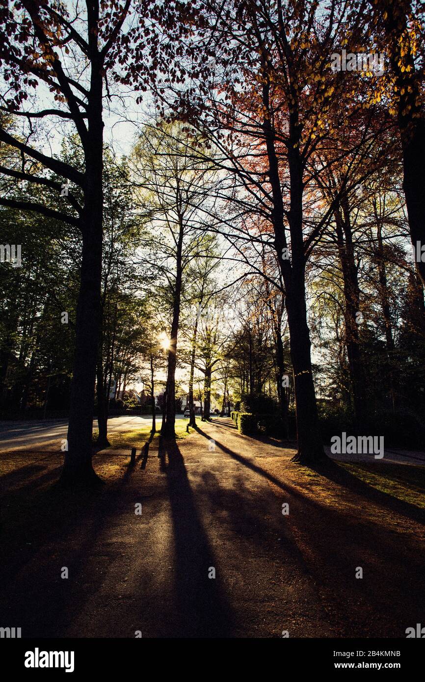 Trees sunset plants hi-res stock photography and images - Alamy